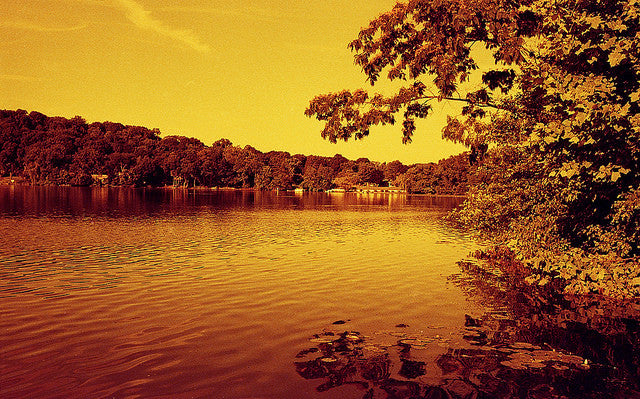 35mm Color - FPP Red Scale (1 roll) – Film Photography Project Store